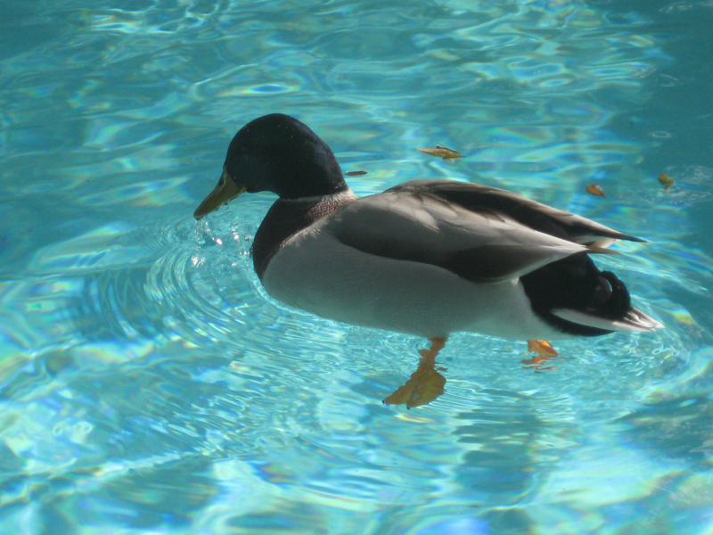 Duck Valley View Condominiums In Dallas Texas
